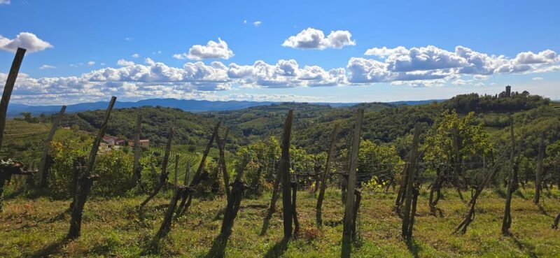 Gorika Brda: Wine Walk and Tasting - A Deep Dive into the Gorika Brda Experience  