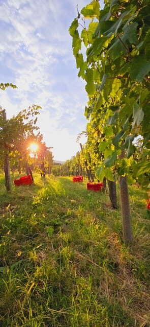 Gorika Brda: Wine Walk and Tasting - FAQ  