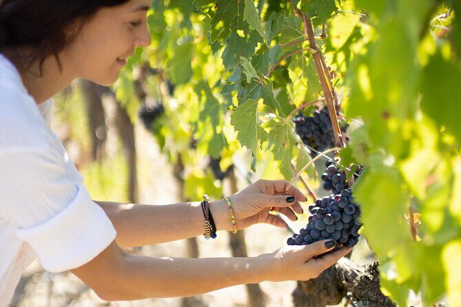Gourmet Brunello Vertical Tasting - The Sum Up
