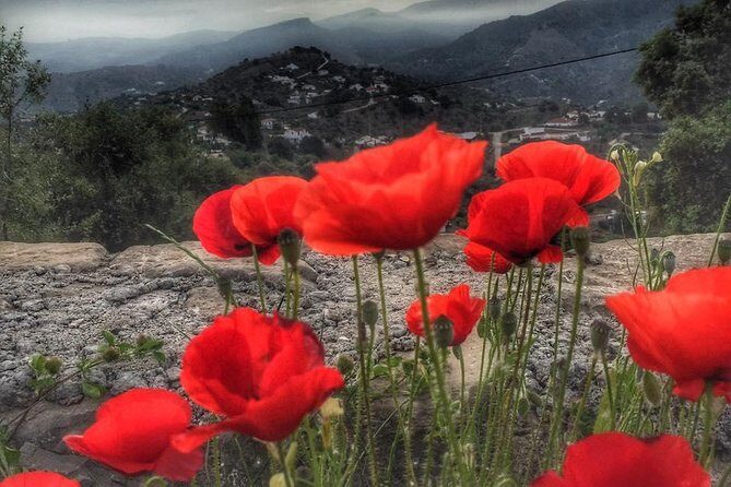 Gourmet Cooking Class & Culture in the rural Montes de Malaga. - Who Should Consider This Experience?