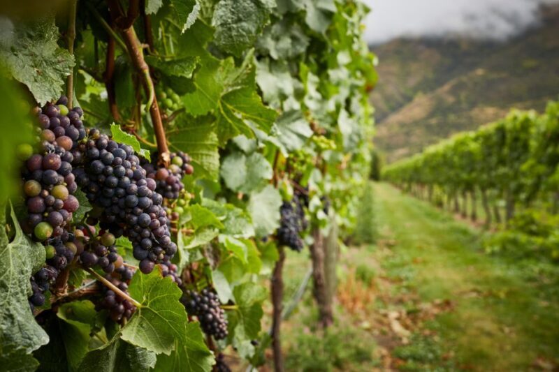 Gourmet Food and Wine Tour with Lunch and Wine Tastings - What Travelers Love Most