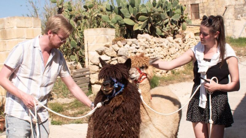 Gozo Alpaca Walks : with feeding and farm visit - Exploring Gozo Alpaca Walks: An Authentic Farm Experience