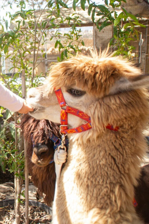 Gozo Alpaca Walks : with feeding and farm visit - A Deep Dive into the Gozo Alpaca Walks Experience