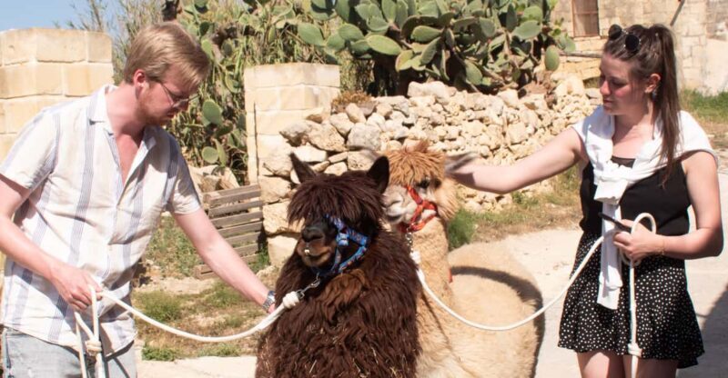 Gozo Alpaca Walks : with feeding and farm visit - Final Thoughts
