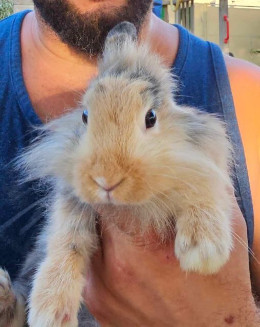 Gozo Alpaca Walks : with feeding and farm visit - FAQ