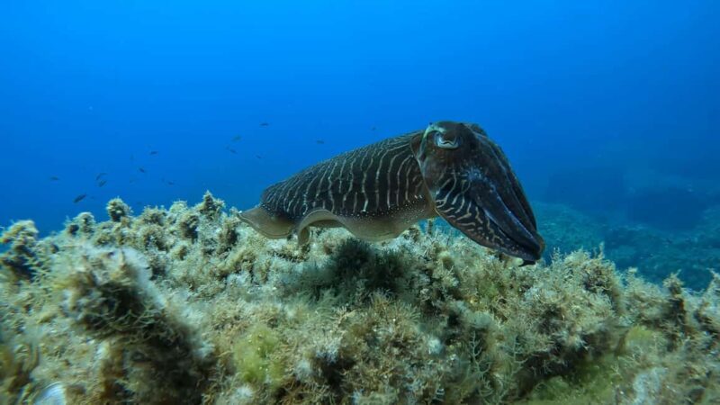 Gozo: Discover Scuba Diving Experience for Beginners - Key Points