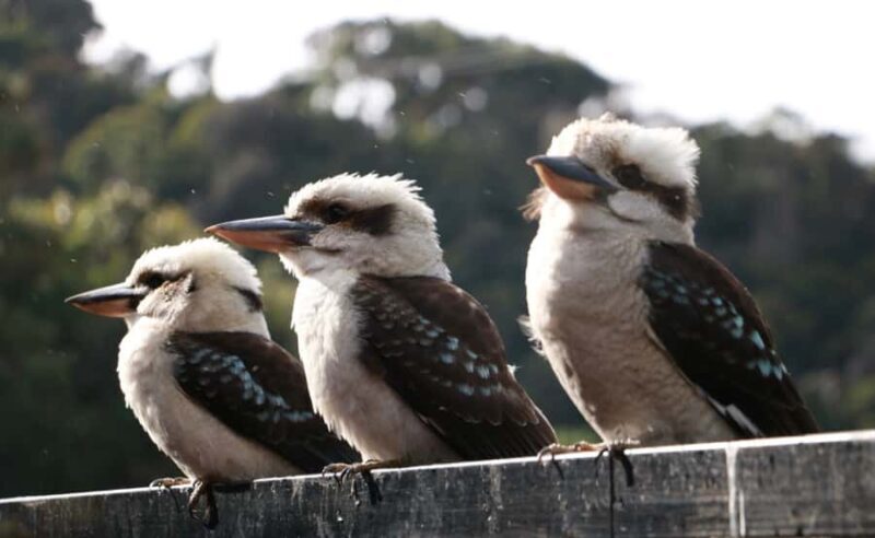 Grampians National Park Small-Group Eco Day Tour - The Return Journey and Dinner