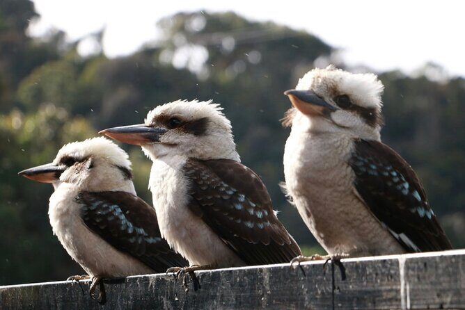 Grampians National Park Small-Group Eco Tour from Melbourne - FAQs