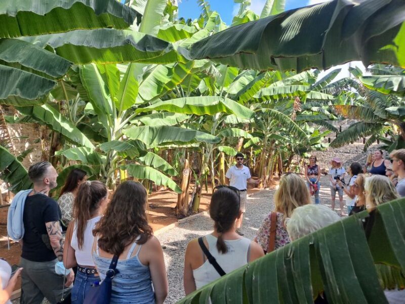 Gran Canaria: Banana World Guided Tour & Tasting - Exploring the Tour in Detail
