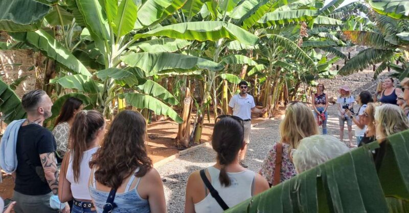 Gran Canaria: Banana World Guided Tour & Tasting - Practical Tips for Visitors