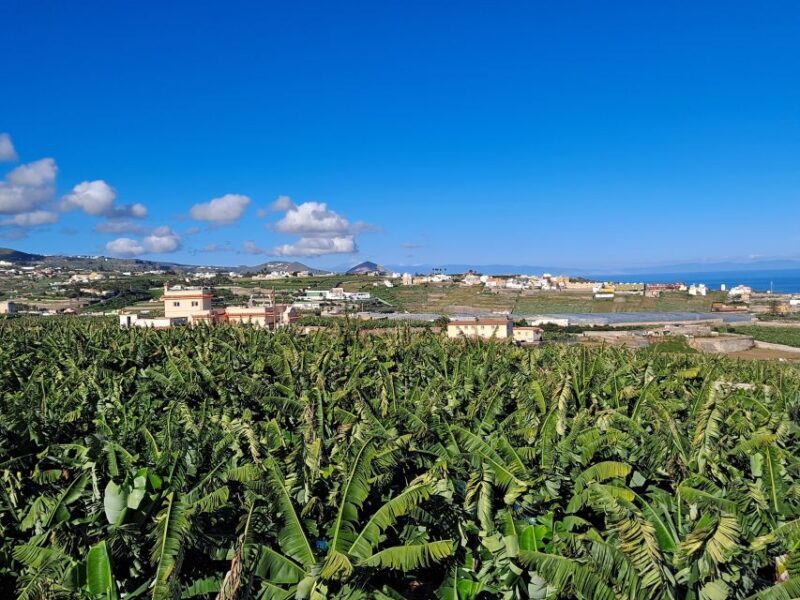 Gran Canaria: Banana World Guided Tour & Tasting - Who Will Love This Tour?