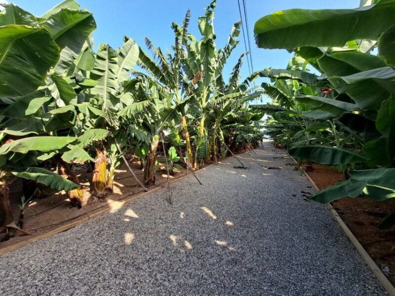 Gran Canaria: Banana World Guided Tour & Tasting - Final Thoughts