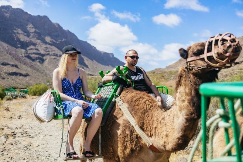 Gran Canaria: Camel Ride Safari w/ Optional Food & Transport - Key Points