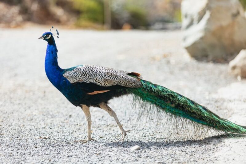 Gran Canaria: Camel Ride Safari w/ Optional Food & Transport - What Is the Experience Like?