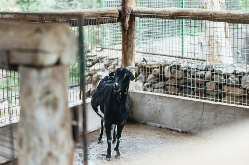 Gran Canaria: Camel Ride Safari w/ Optional Food & Transport - Who Should Consider This Tour?