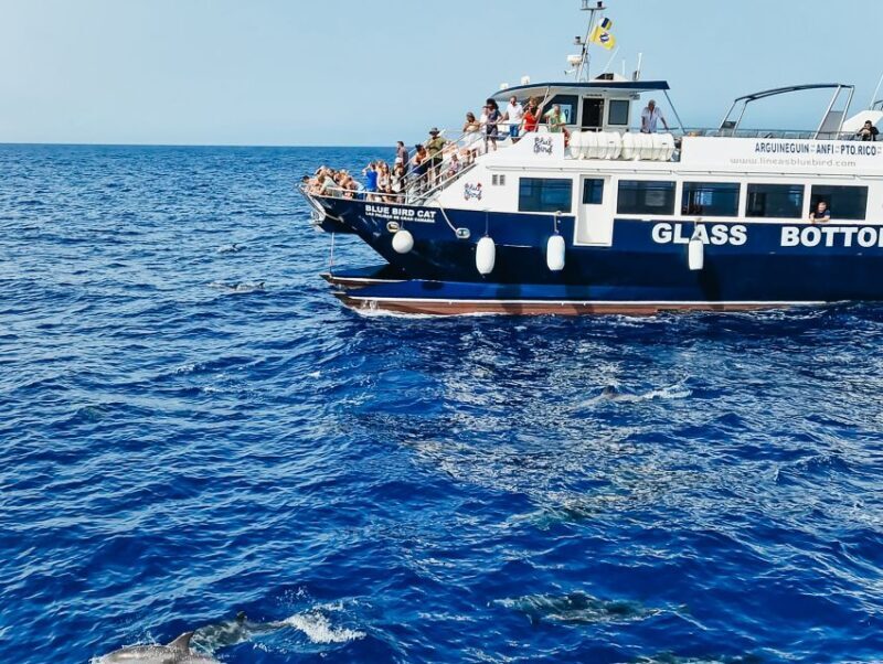 Gran Canaria: Catamaran Dolphin Watch Cruise with Snorkeling - Starting Point: Ease and Accessibility
