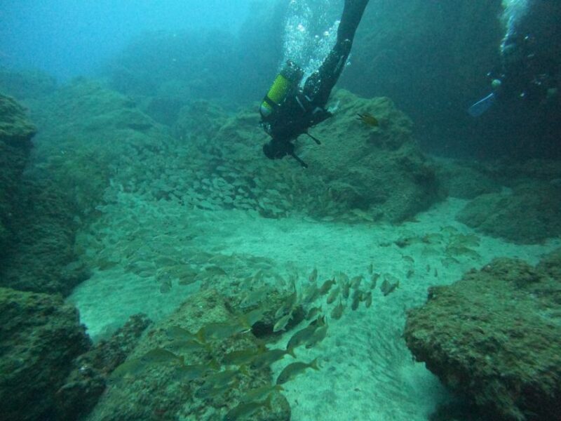 Gran Canaria: Discover Scuba Diving - Free Transfers - Key Points