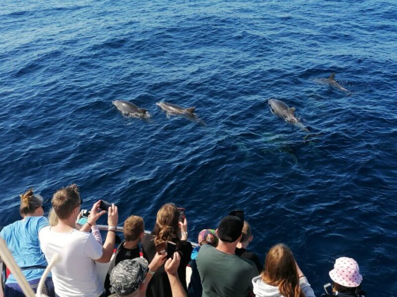 Gran Canaria: Dolphin and Whale Watching Cruise - FAQs