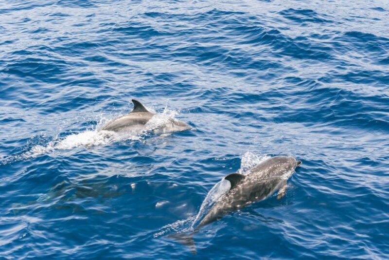 Gran Canaria: Dolphin and Whale Watching Cruise - FAQ
