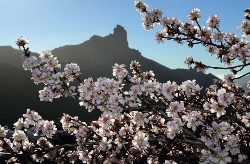 Gran Canaria Gran Tour - The Cultural Gem: Teror