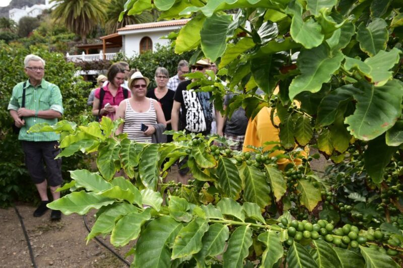 Gran Canaria: Grand Island Tour by Bus with Transfers - Authentic Experiences and Hidden Gems