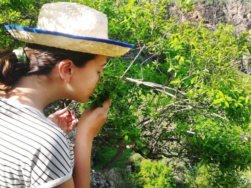 Gran Canaria: Green Witchcraft in the Magic Island - Key Points