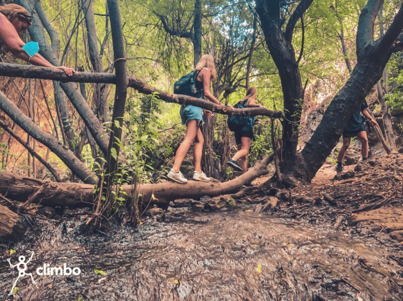 Gran Canaria: Guided Day Tour to Rainforest with Tasting - Exploring Gran Canaria’s Inner Beauty: A Practical Overview