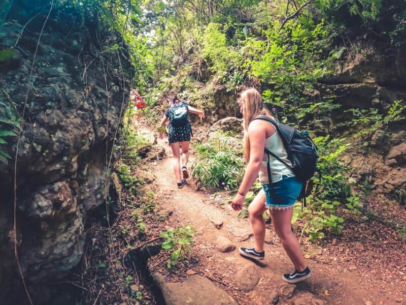 Gran Canaria: Guided Day Tour to Rainforest with Tasting - Transportation, Group Size, and Practicalities