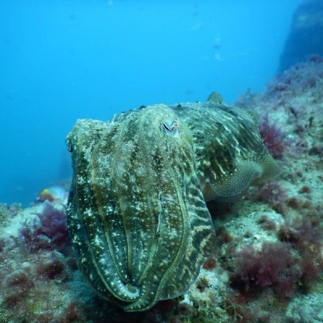 Gran Canaria: Morning Scuba Dive - Why This Tour Offers Great Value