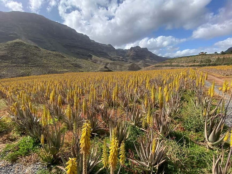 Gran Canaria Peaks: Firgas, Teror, Aloe Vera tour - The Sum Up