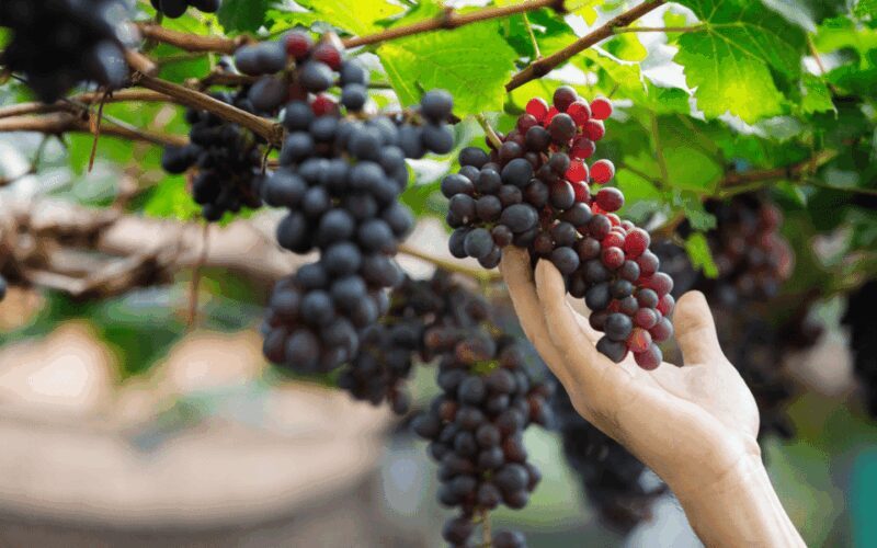 Gran Canaria: Rum, Wines and Banana Tour - Key Points