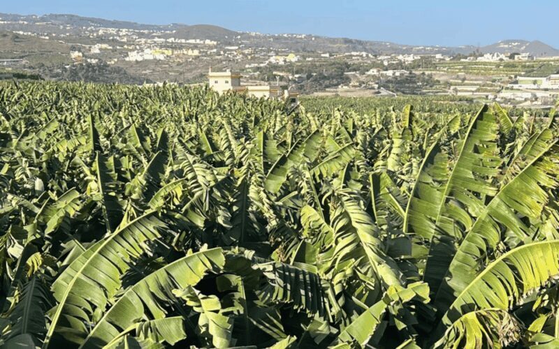 Gran Canaria: Rum, Wines and Banana Tour - Who Will Enjoy This Tour?