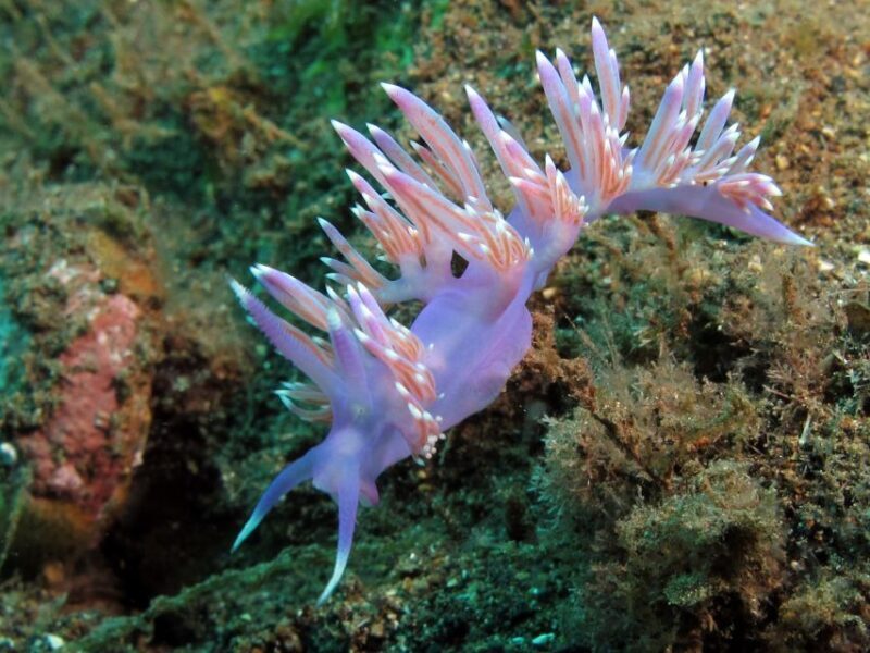 Gran Canaria Scuba Diving for Certified Divers - The Itinerary and What to Expect