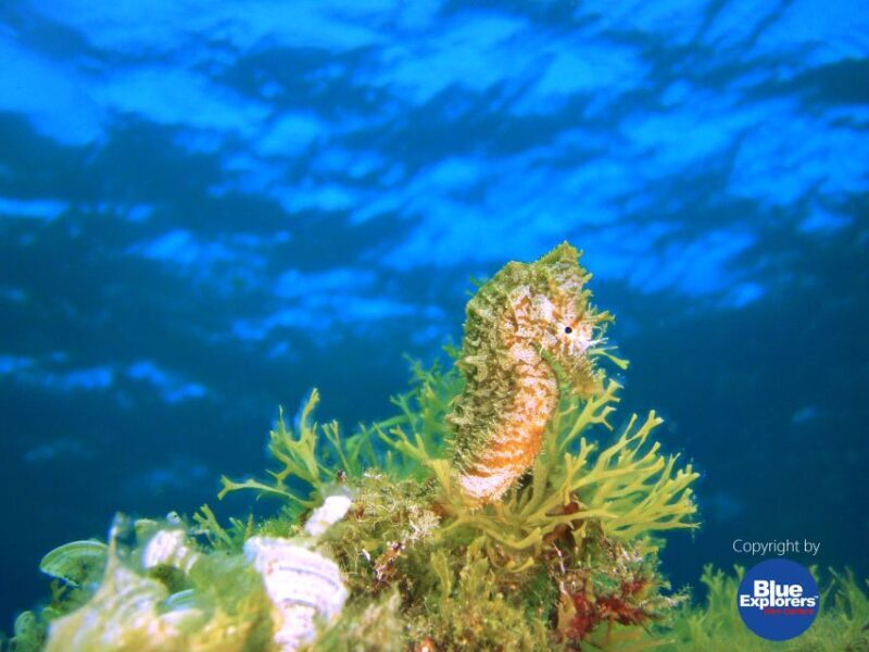 Gran Canaria Scuba Diving for Certified Divers - Who Should Consider This Tour?