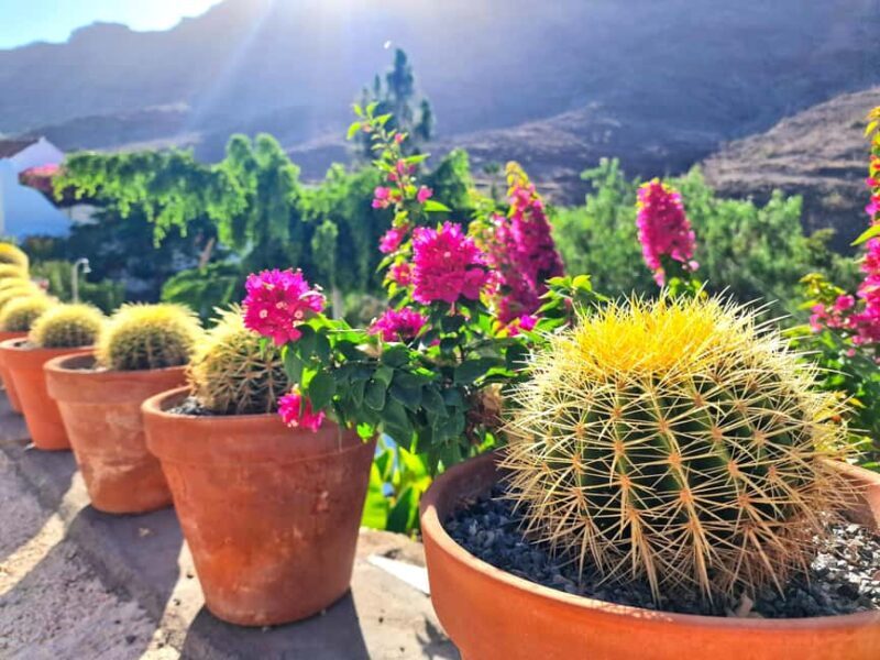 Gran Canaria: Tasting wine & local cheese in Mogan - FAQ