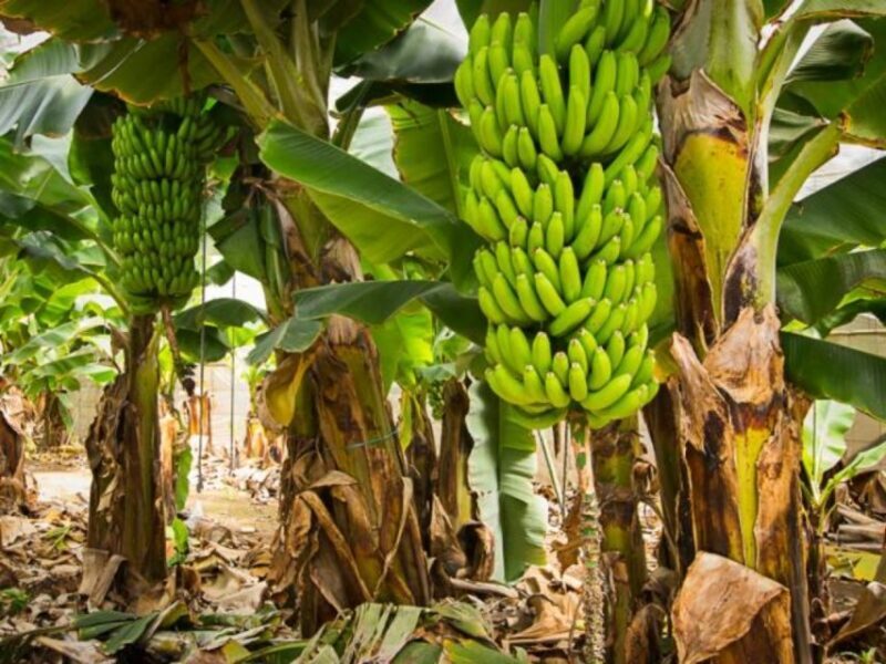 Gran Canaria Tour: Past and Present - Who Will Benefit Most?