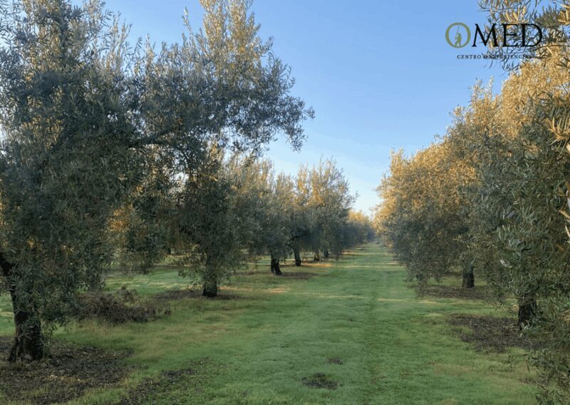 Granada in EVOO: Olive grove guided tour and sensory tasting - Key Points