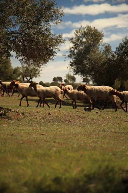 Granada: Nature, Wildlife and Authentic Villages E-bike Tour - Who Will Love This Tour?
