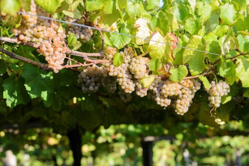 Granbazán Winery: Guided Tour and Wine Tasting - FAQ