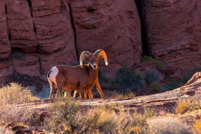 Grand Canyon West, Hoover Dam and Seven Magic Mountains & LV Sign - FAQ