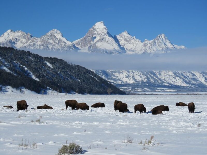 Grand Teton National Park: Wildlife Tour and Sleigh Ride - Final Thoughts
