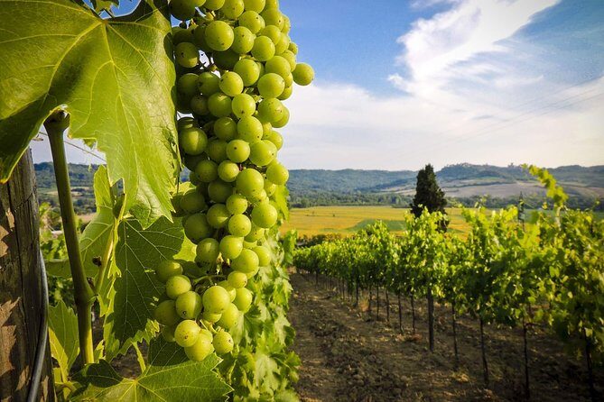 Grand tour to Kakheti for wine lovers: Telavi-Kvareli-Sighnaghi - The Sum Up: Is It Worth It?
