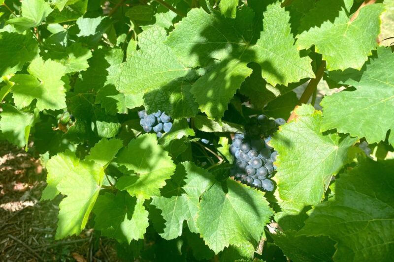 Grand Vintage Private Champagne Moet Chandon Veuve Clicquot - Practical Tips for Travelers