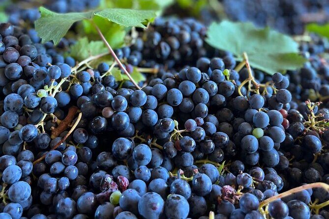 Grape Stomping Experience and Wine Tasting - Key Points