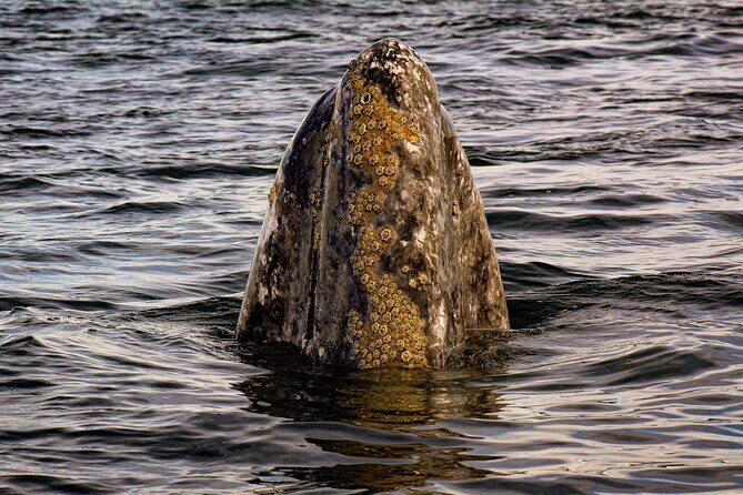 Gray Whale Journey: 10-Hour Tour with 3 Hours of Whale Watching - Key Points