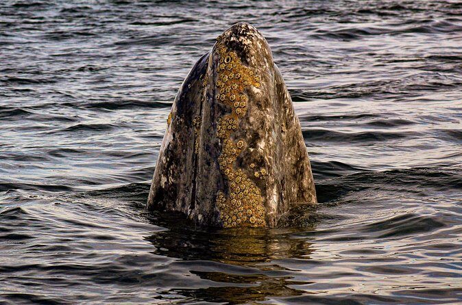 Gray Whale Journey: 10-Hour Tour with 3 Hours of Whale Watching - Practical Tips