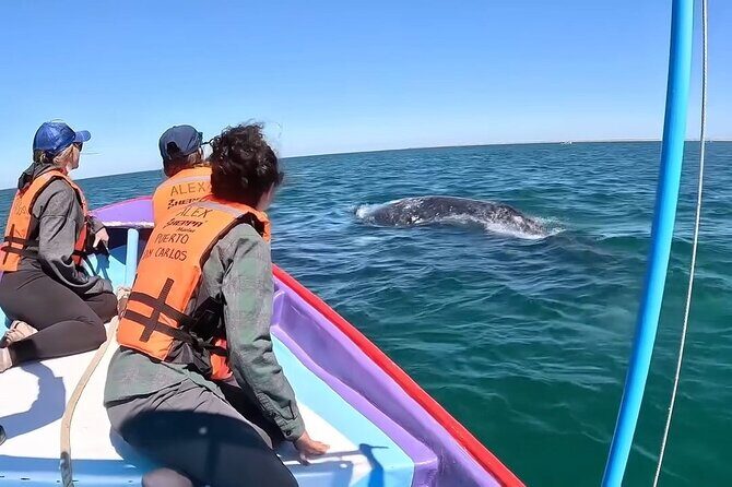 Gray Whale Tour Private Group from La Paz Limited to 8 - Key Points