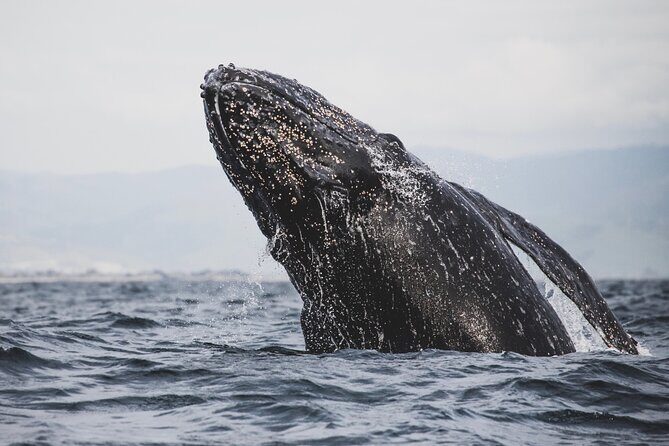 Gray Whale Tour Private Group from La Paz Limited to 8 - The Itinerary in Detail