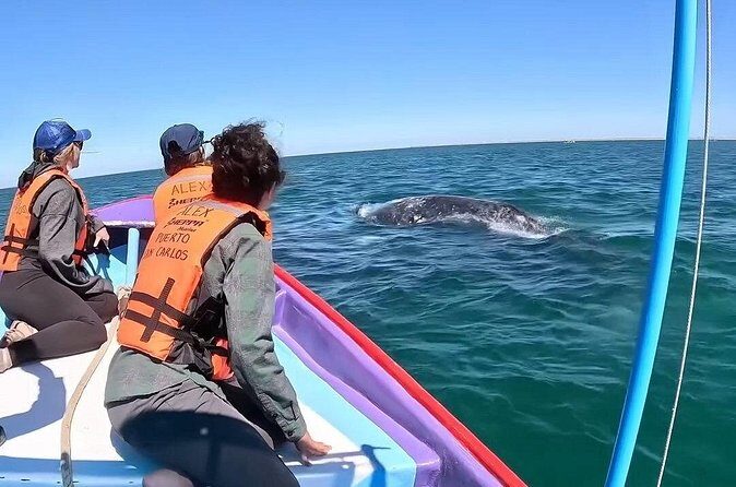 Gray Whale Tour Private Group from La Paz Limited to 8 - Pricing and Value