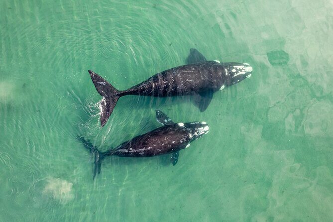 Gray Whale Tour Private Group from La Paz Limited to 8 - The Sum Up: Is It Worth It?